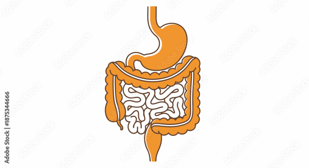 Anatomy of the human digestive system showing stomach, small and large ...
