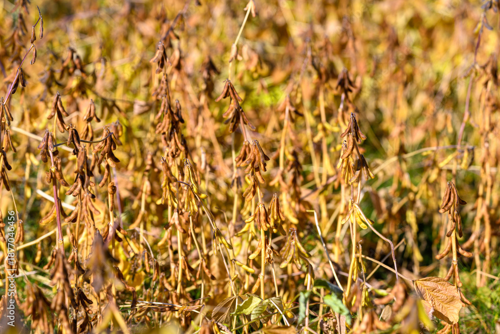 Research soybean plot with uniform rows and dry pods indicating ...