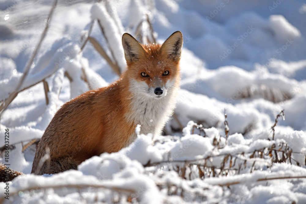 Stock-Foto „Vulpes, Red Fox in the Snow. animal in winter, in its ...