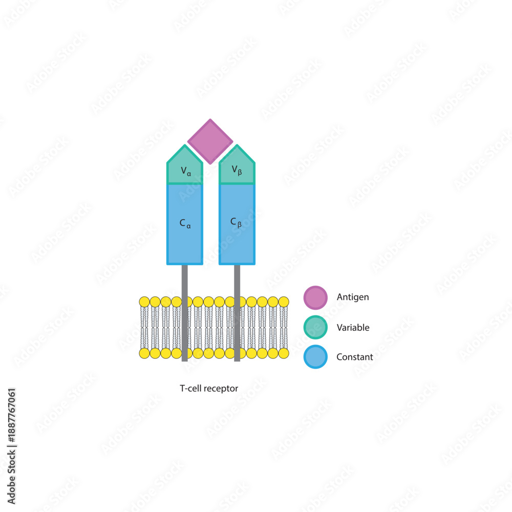 T cell receptor (TCR) structure in cell membrane diagram showing ...