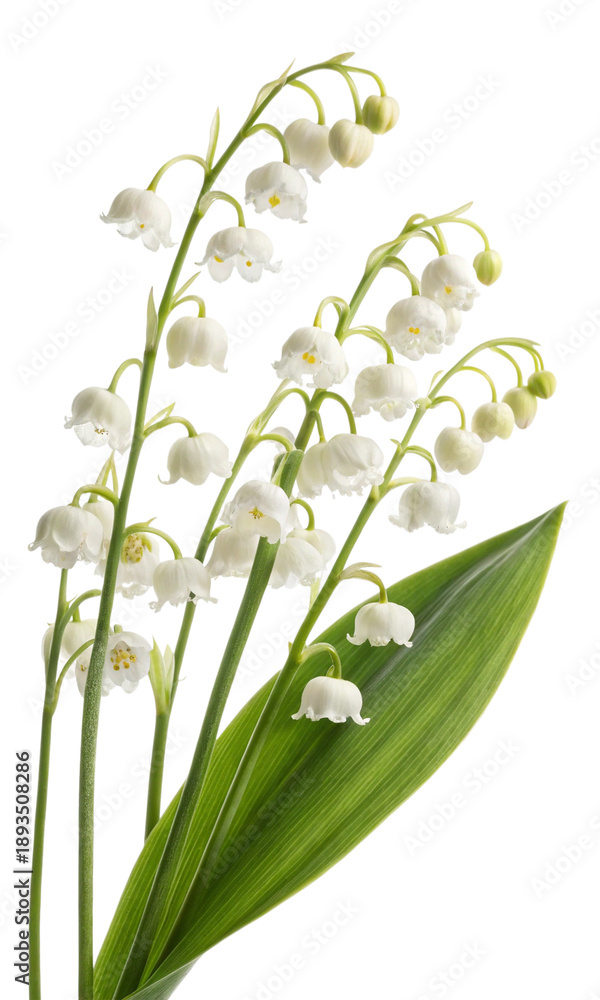 Poisonous Plants Lily of the Valley on transparent background の Stock ...