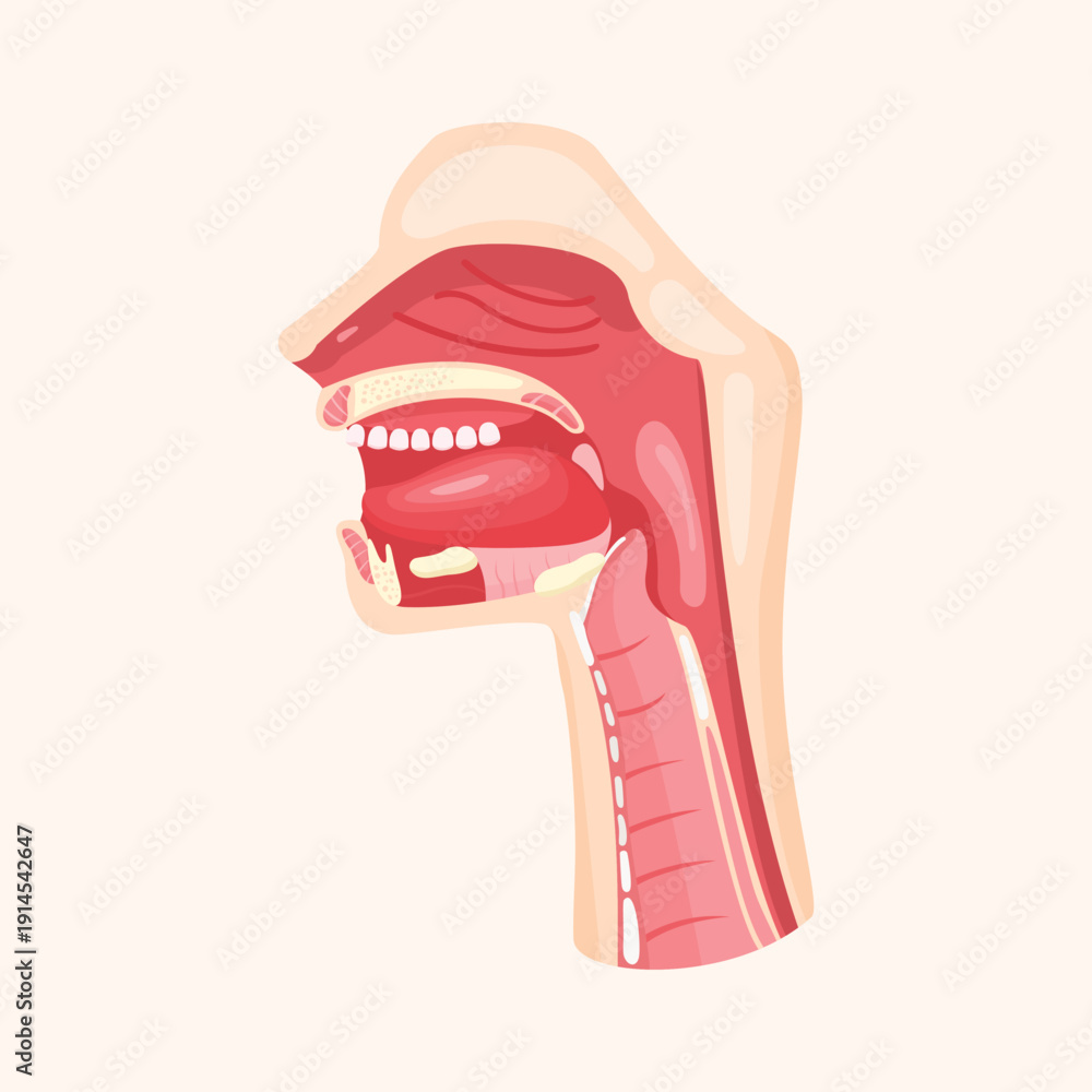 Cross section illustration of the human mouth and throat anatomy ...