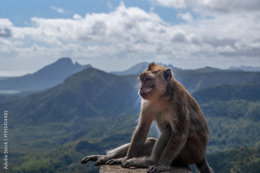 Photo Stock A long-tailed Macaque monkey (macaca fascicularis) in the ...