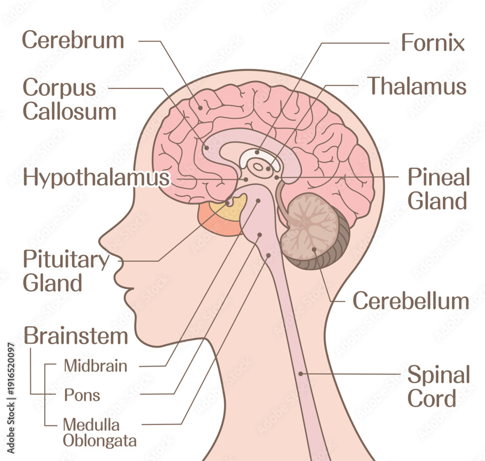 Human Brain Anatomy Diagram with Labeled Cerebrum Brainstem and ...