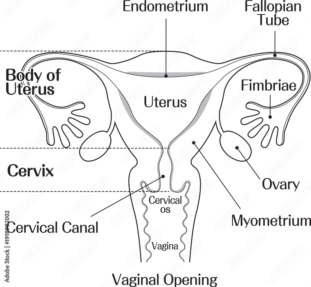 Stock-Vektorgrafik „Uterus Anatomy Diagram with Cervix Ovaries and ...