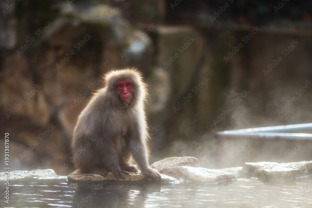 Snow monkey by hot spring in Jigokudani Park at sunset, Yamanouchi ...
