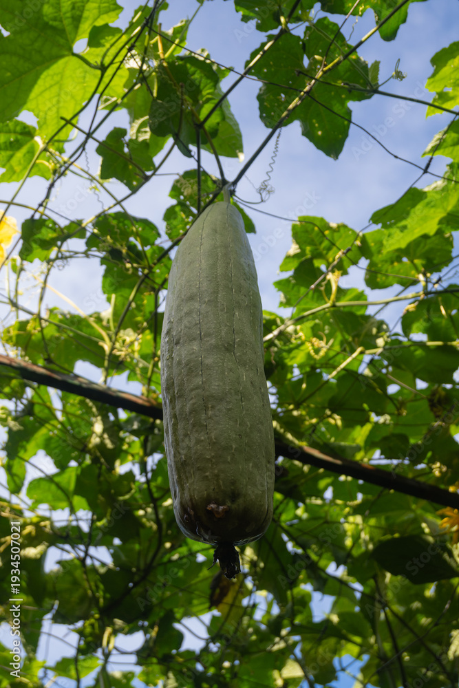 Paste or loofah on its still growing plant, endemic plant of Guanacaste ...