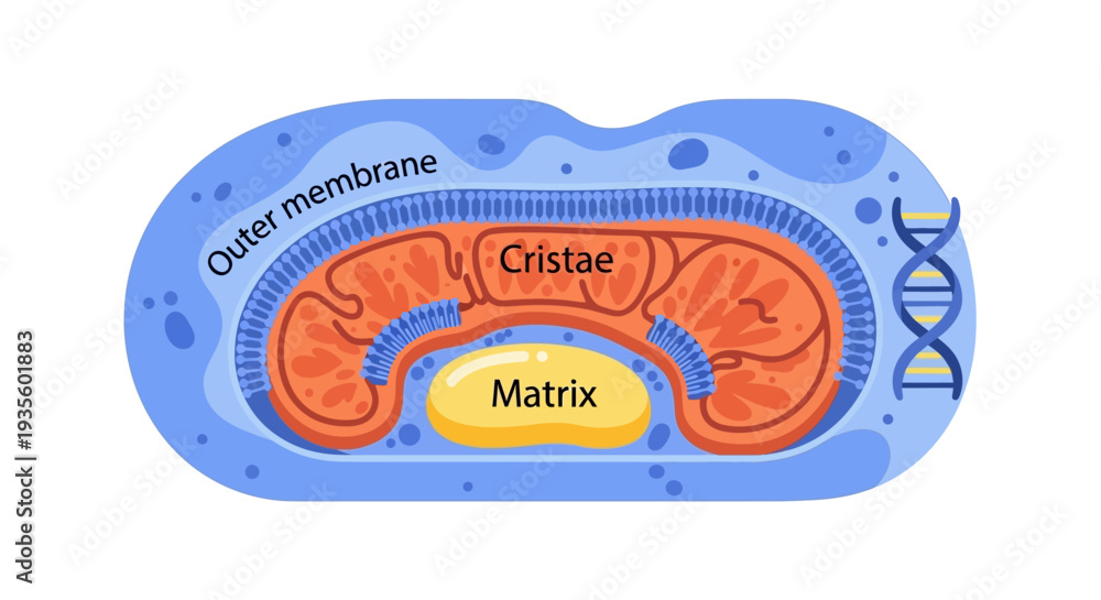 Diagram illustrating the structure of a mitochondrion, highlighting its ...