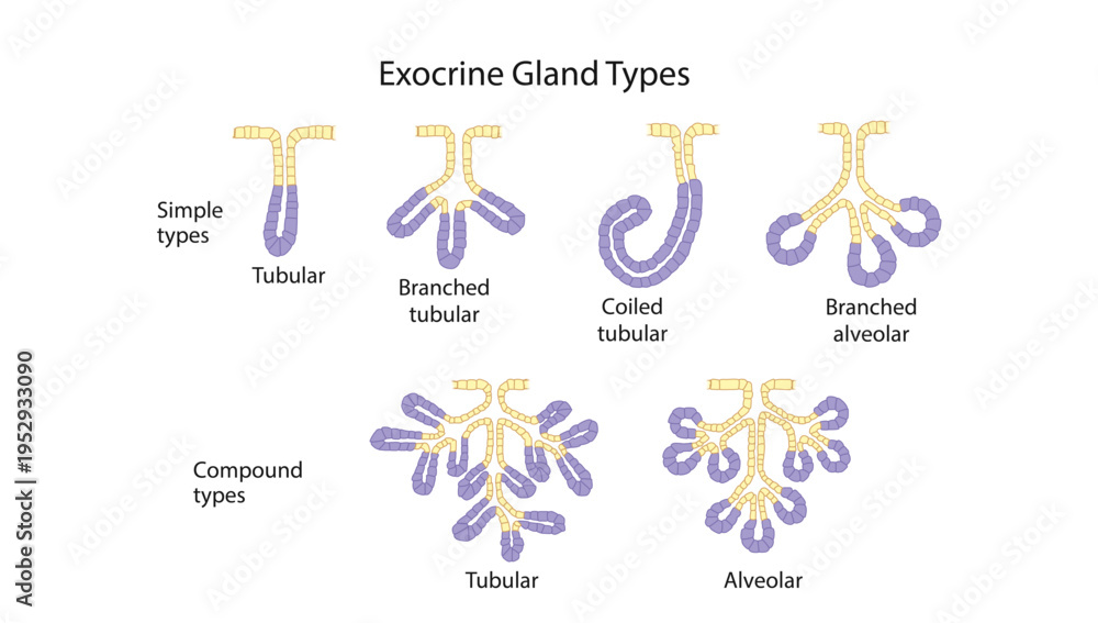 Exocrine Gland Types, Diagram illustrating different types of exocrine ...