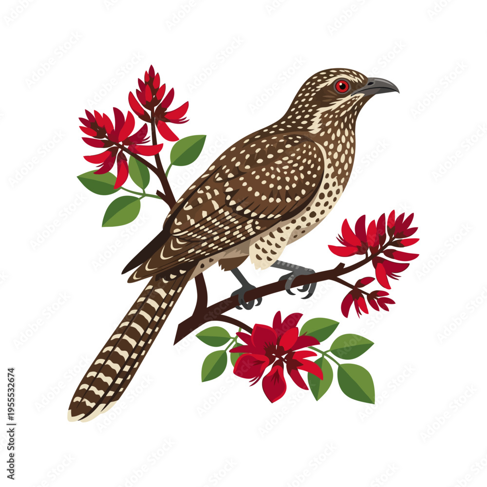 Asian Koel bird on Erabadu Branch (Koha Bird) vector illustration for ...