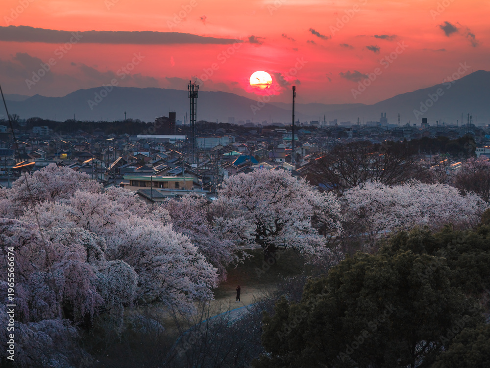 Aerial view of cherry blossoms in full bloom under a fiery sunset sky ...