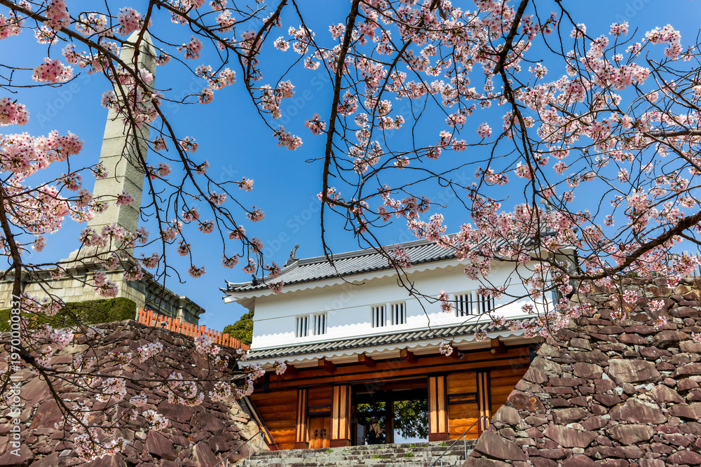 Beautiful sakura flowers blooming over a historic stone wall and gate ...