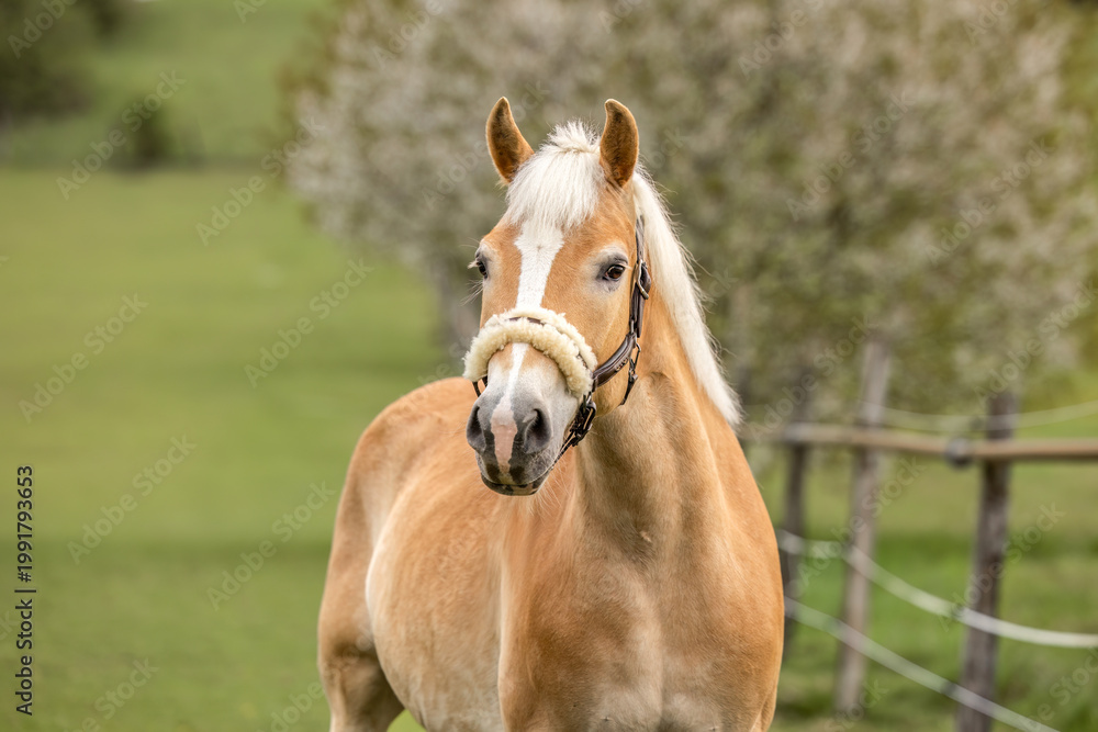 Close up portrait of a Haflinger mare in spring pasture with soft ...