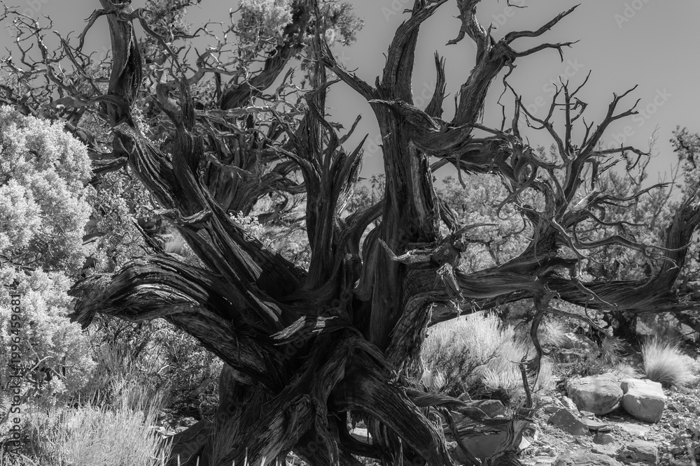 Ancient twisted desert tree with gnarled black branches, stark ...