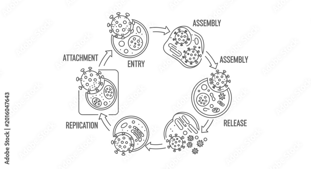 Virus Life Cycle Diagram: Attachment, Entry, Replication, Assembly ...