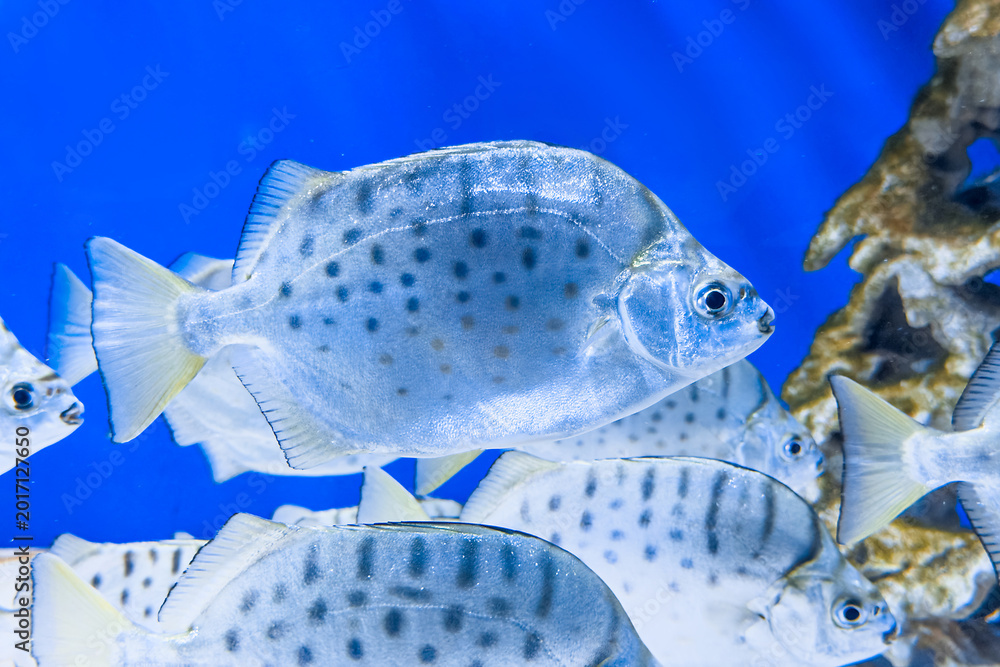 Spotted Scat tropical fish species swimming in blue water environment の ...