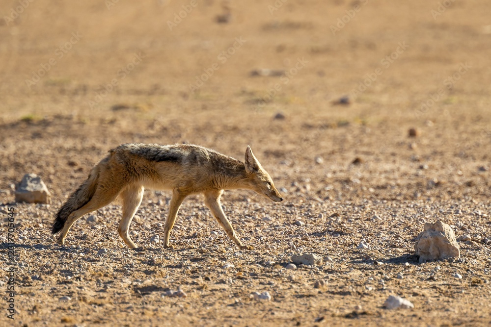 Black-backed jackal (Canis mesomelas), Kgalagadi Transfrontier National ...