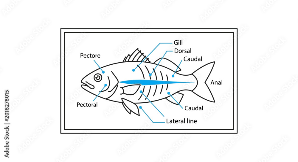 Fish Anatomy Diagram: Labeled Fins, Gills, and Lateral Line の Stock ...