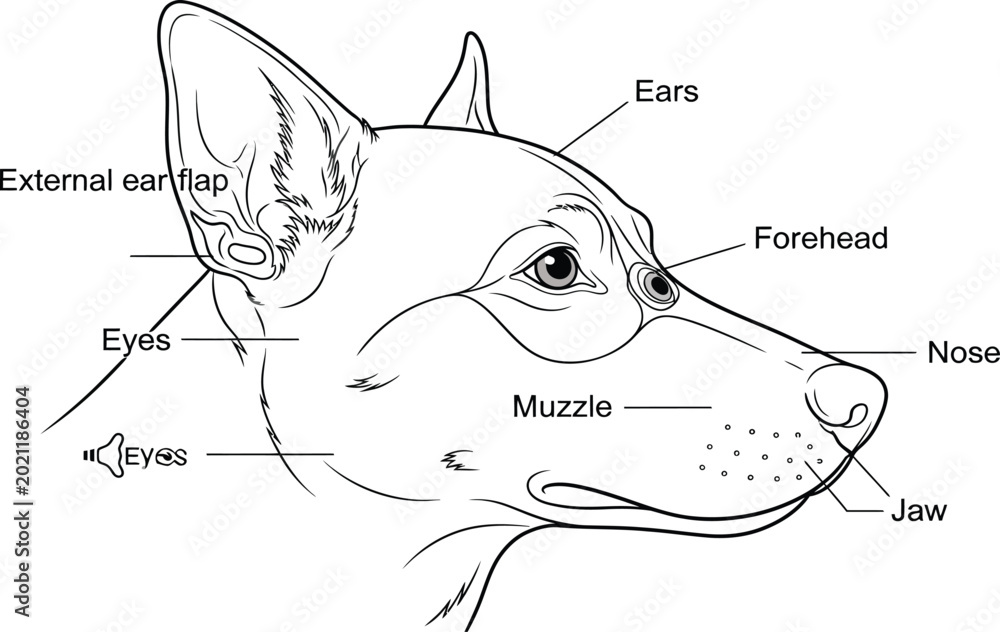 Educational anatomical diagram showing the parts of a dog head with ...