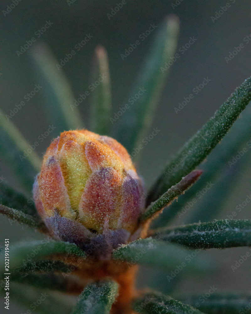 Labrador Tea Flower Bud Close-up Macro on Bog Plant, Finnish Wetland ...