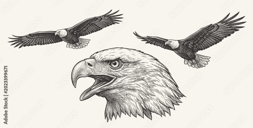 American eagle set. Bald eagle logo. Wild birds drawing. Head of an ...