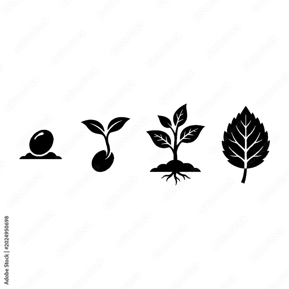 Plant growth stages from seed to mature leaf development. Stock Vector ...