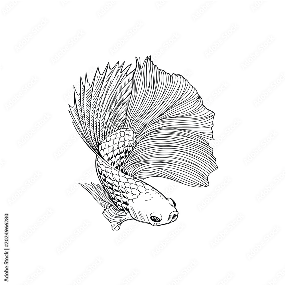 Elegant Betta Fish swimming with flowing fins in detailed line drawing ...