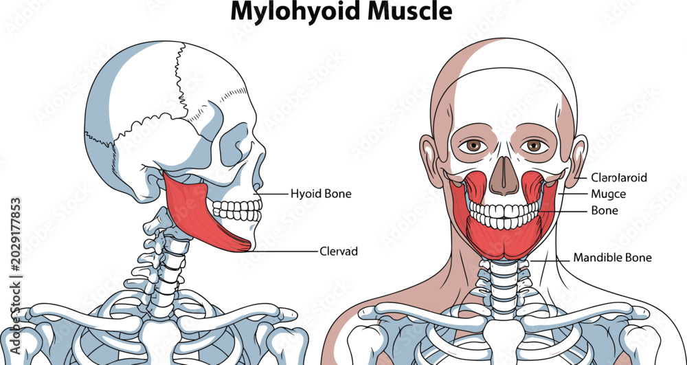 Mylohyoid Muscle Anatomy Vector Illustration with Labeled Human Head ...