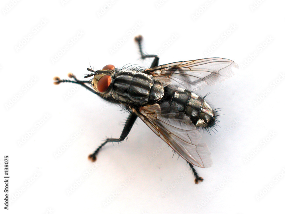 fliege auf weißem hintergrund Stock-Foto | Adobe Stock
