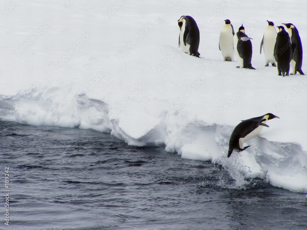 penguin jump Stock Photo | Adobe Stock