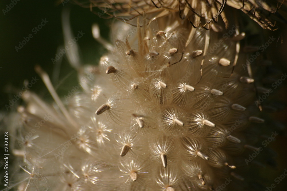 distel-samen großaufnahme Stock Photo | Adobe Stock