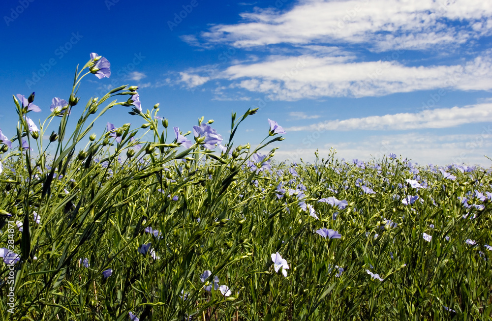 flax Stock Photo | Adobe Stock