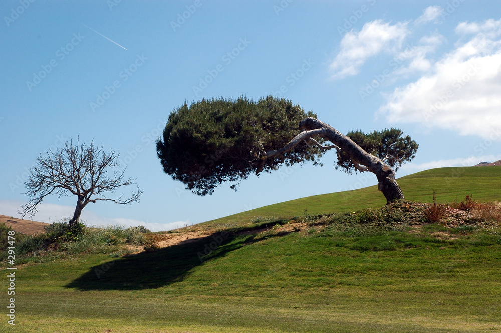 tree in the golf Stock 写真 | Adobe Stock
