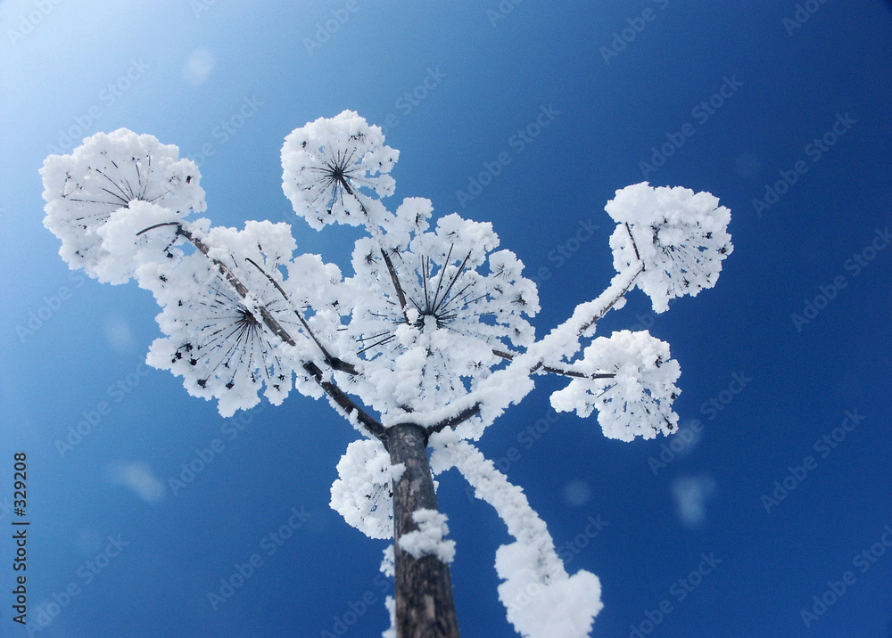schneeblume Stock Photo | Adobe Stock