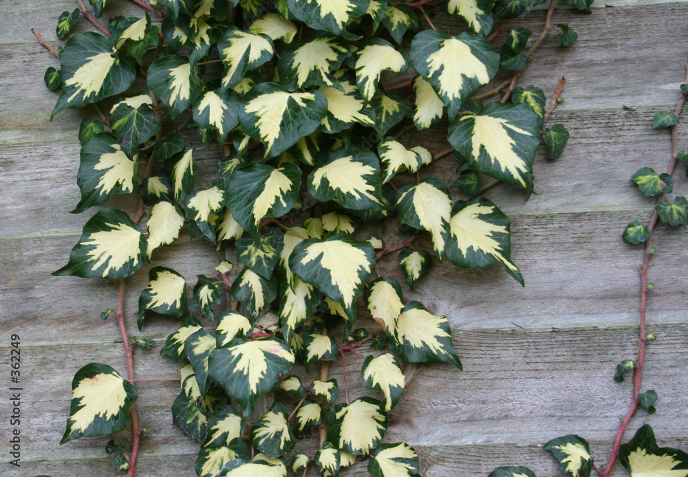 variegated ivy Stock Photo | Adobe Stock