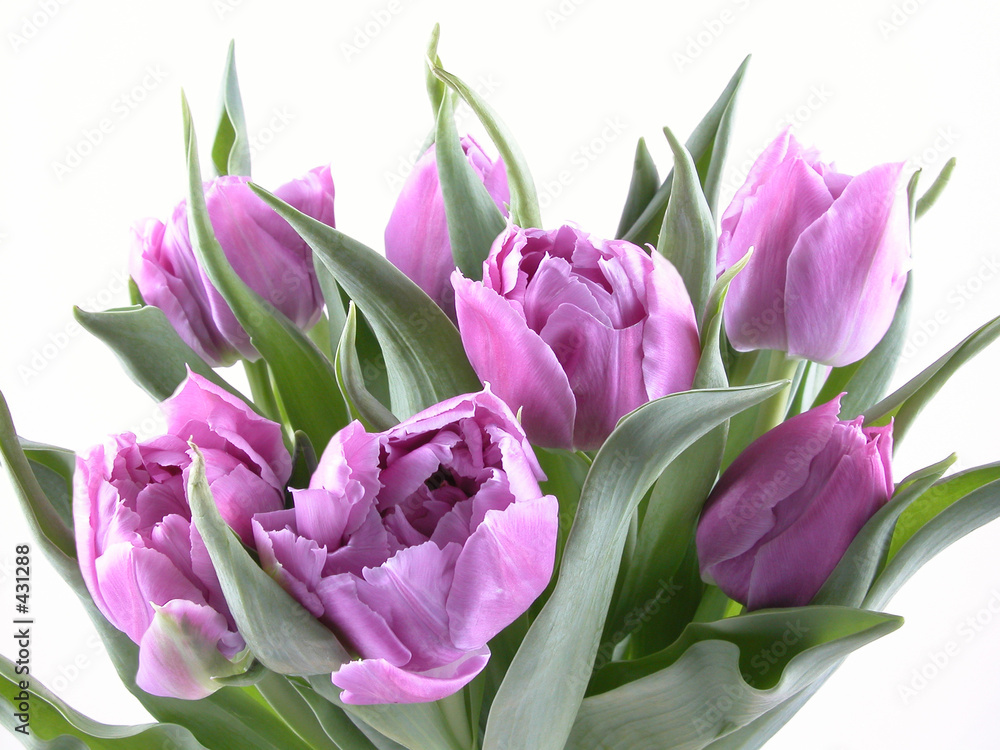 tulips Stock Photo | Adobe Stock