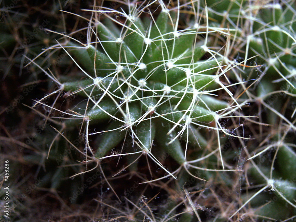 kaktus Stock Photo | Adobe Stock