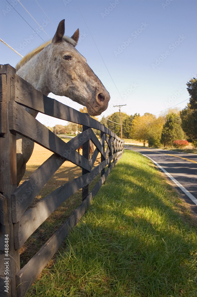 horse peering over fence Stock Photo | Adobe Stock