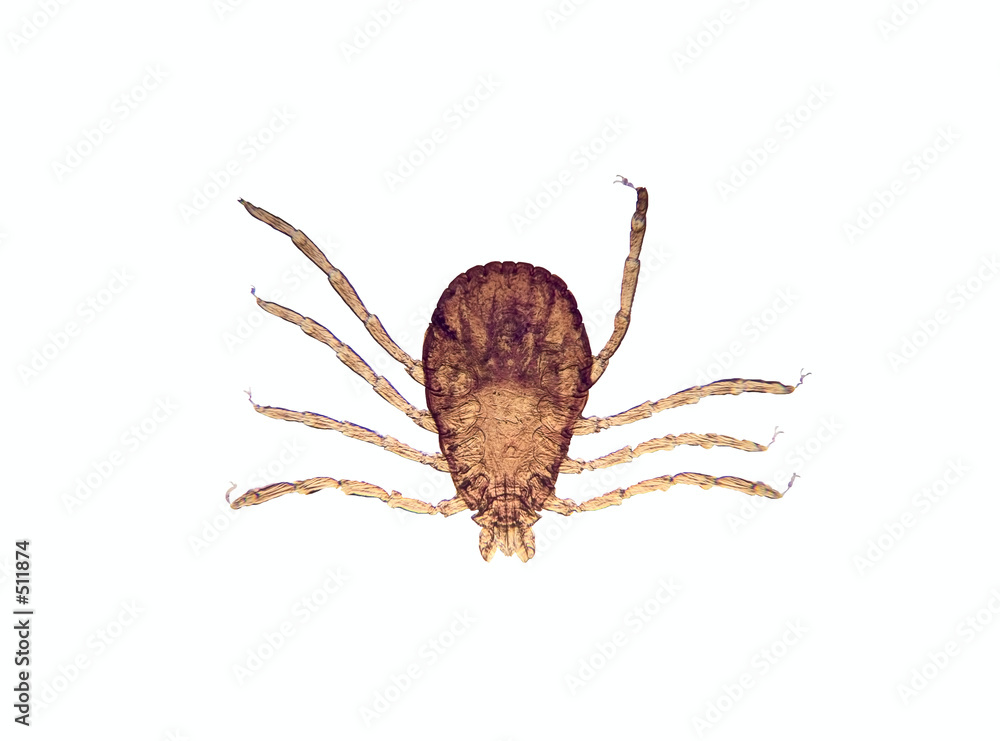 Poster microscope - tick (rhipicephalus sanguineus) – Wall Art | UkPosters