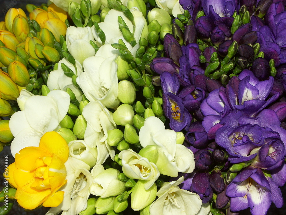 des fleurs freesias Photos | Adobe Stock