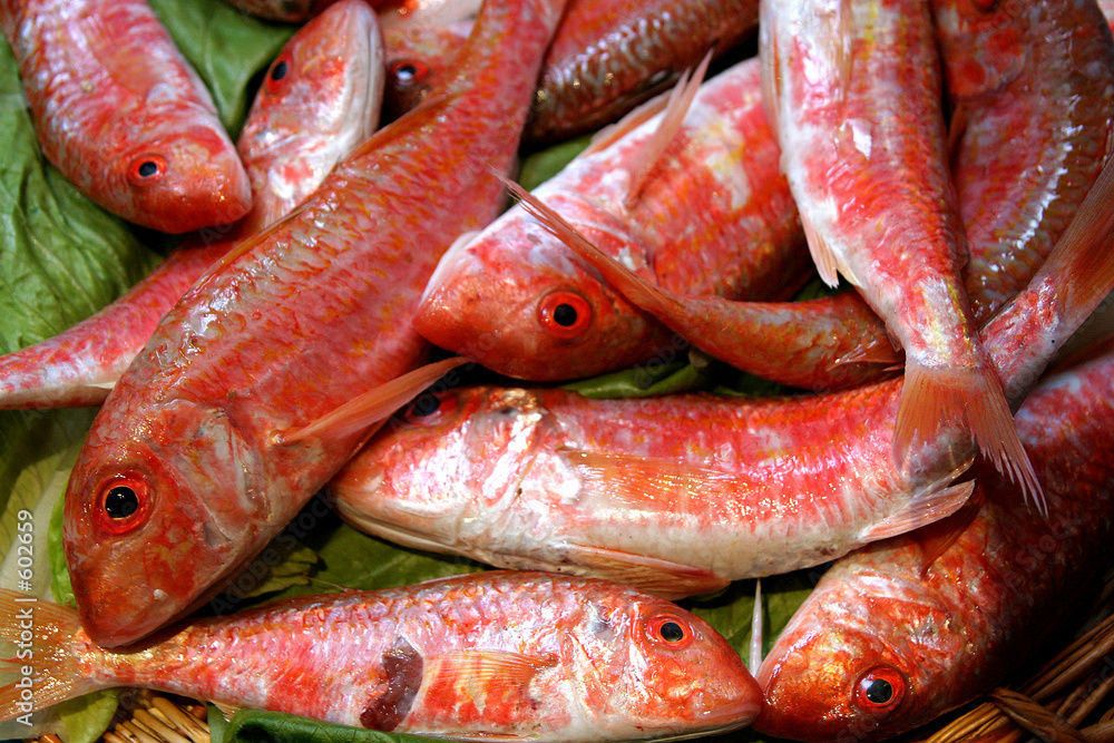 Fotografia do Stock: salmonetes | Adobe Stock