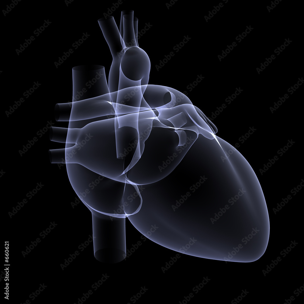 heart x-ray 1 Stock Illustration | Adobe Stock