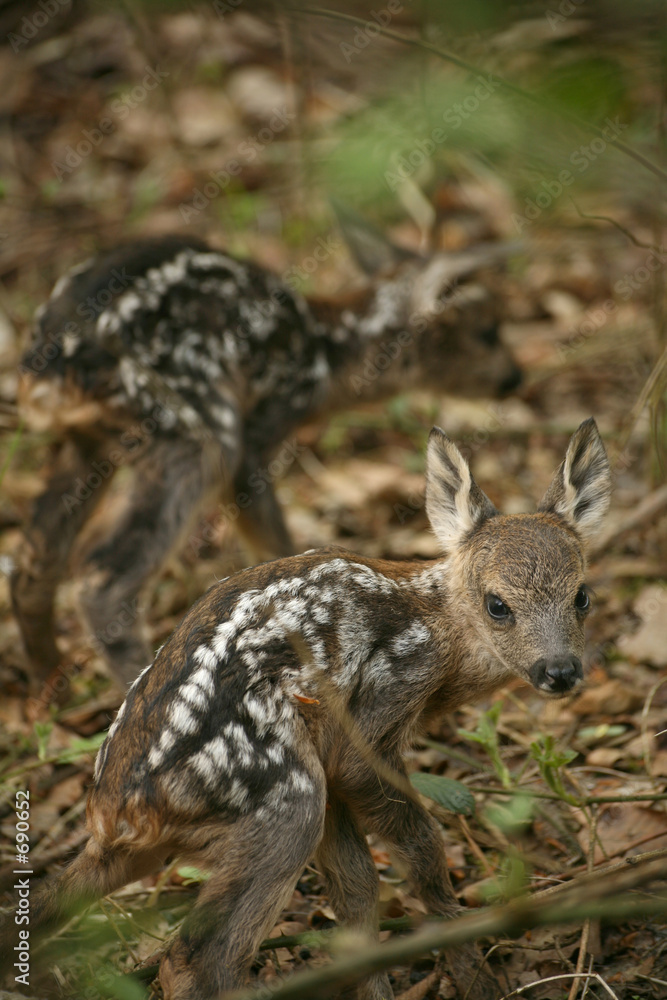 rehkitze Stock-Foto | Adobe Stock