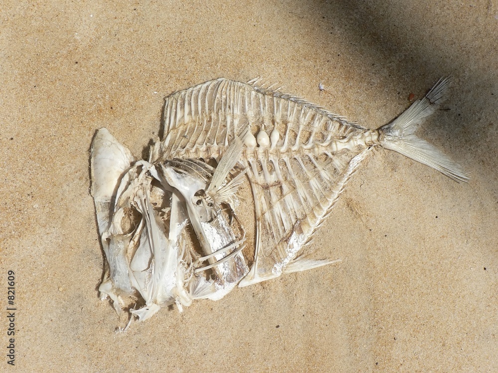 squelette de poisson Stock Photo | Adobe Stock