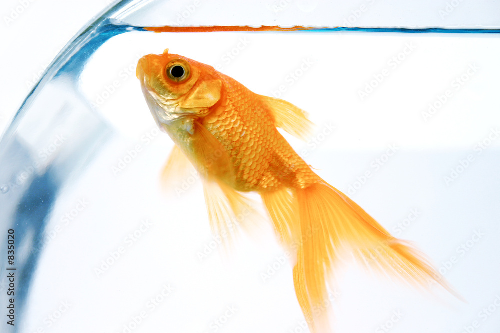 goldfish Stock Photo | Adobe Stock