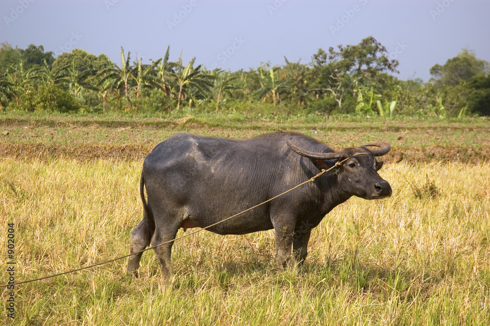 carabao Stock Photo | Adobe Stock
