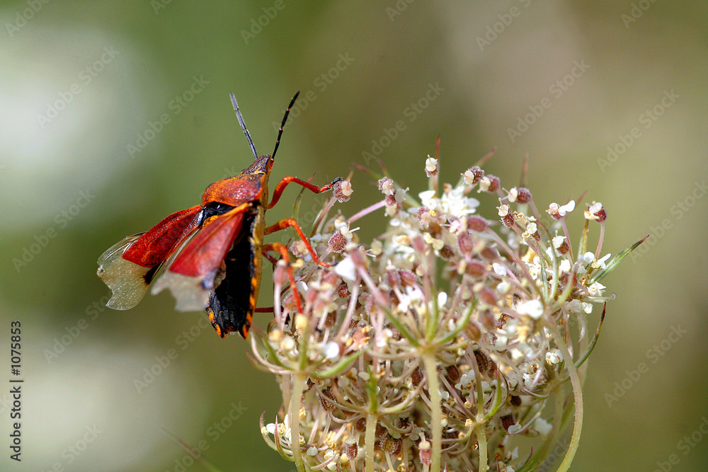 insecte volant Photos | Adobe Stock
