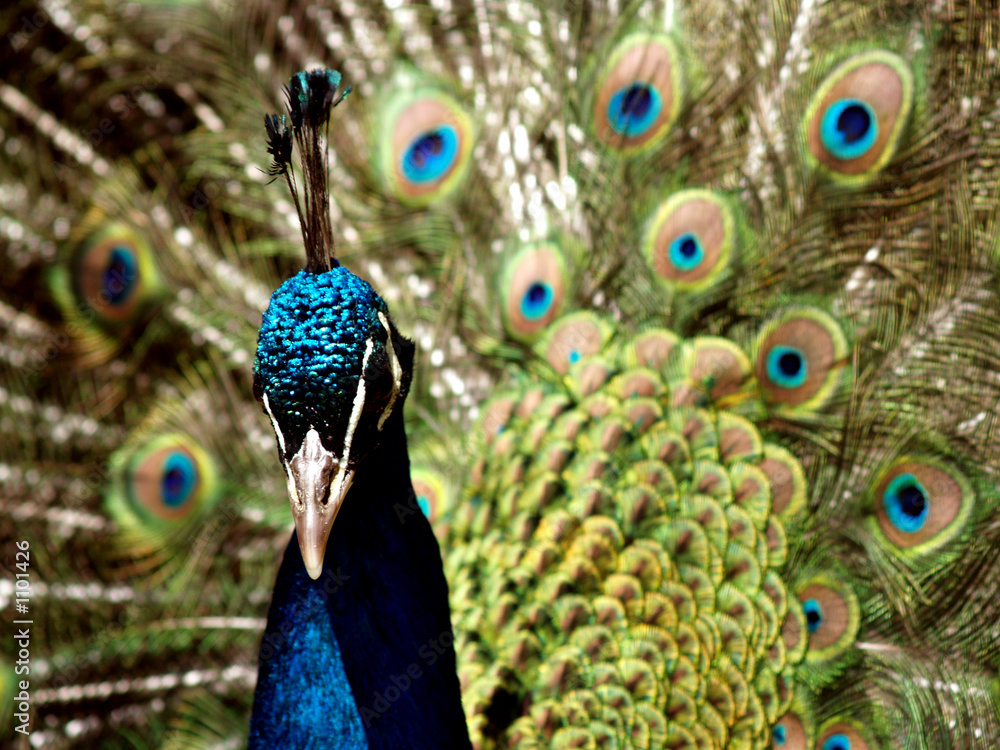 pavo real Stock Photo | Adobe Stock