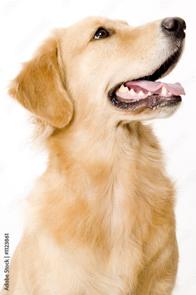 dog Stock Photo | Adobe Stock