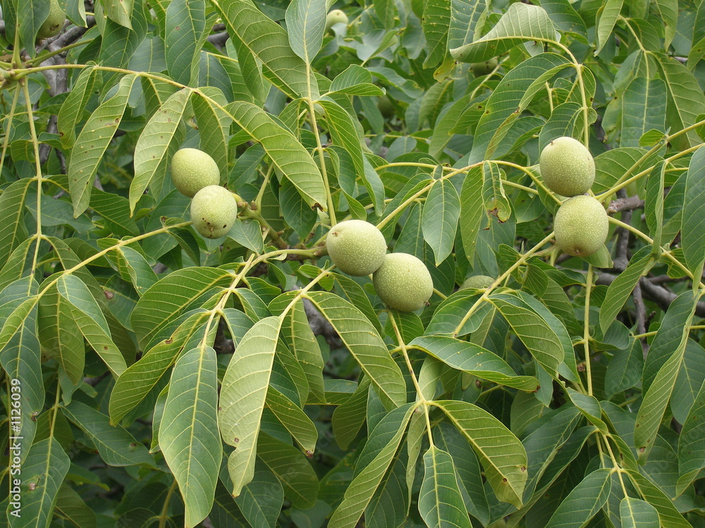walnussbaum mit grünen früchten Stock-Foto | Adobe Stock